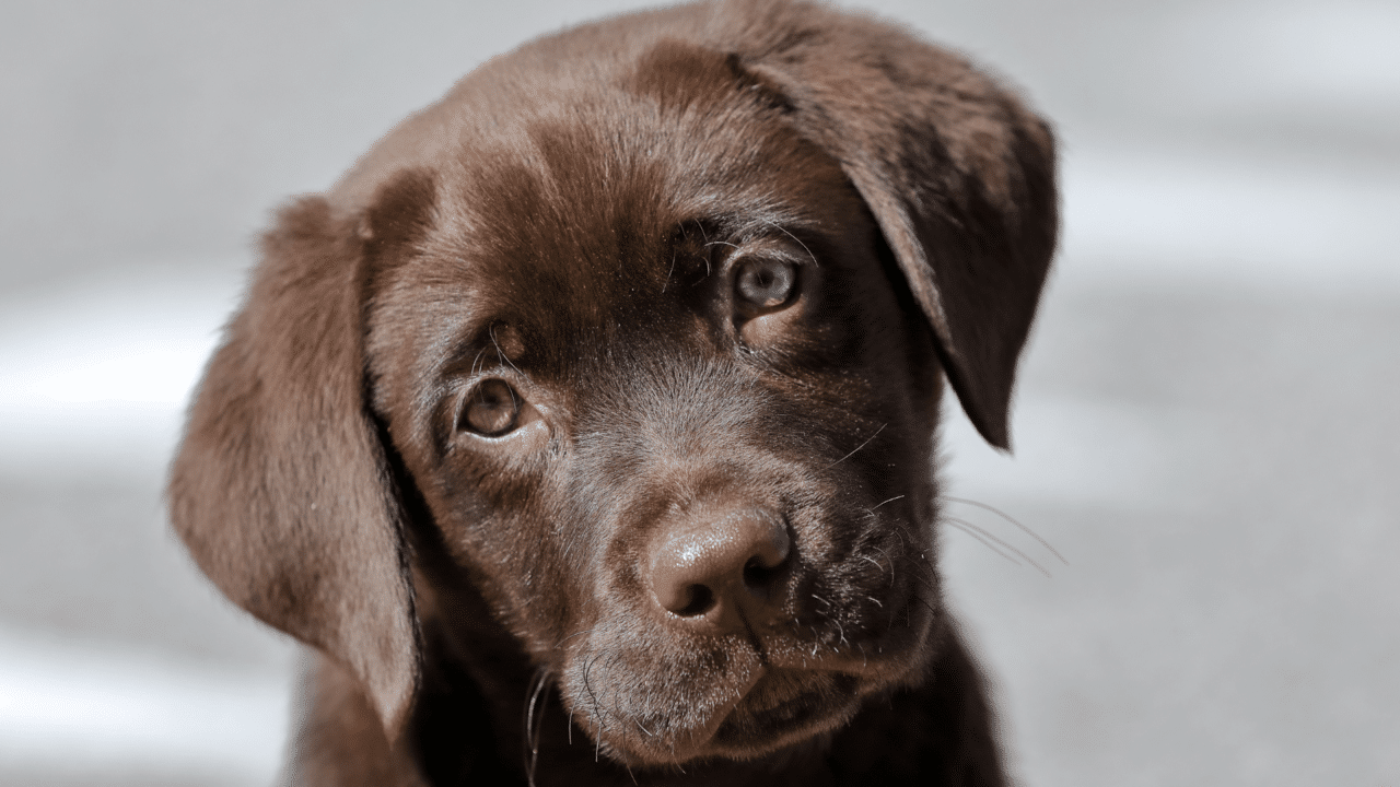 Dog Vision: Can Dogs See in the Dark? - Dr. Bill's Pet Nutrition CA